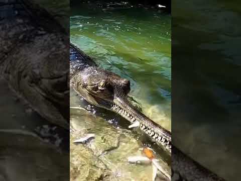 Have you heard of the Gharial? π Itβs a critically endangered crocodilian, found in India & Nepal.