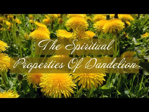 The Spiritual Properties Of Dandelion | Spiritual Properties Of Plants