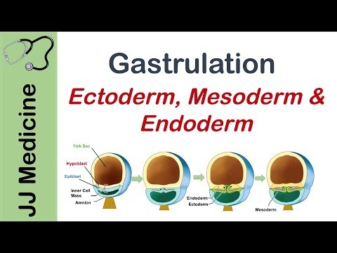 Gastrulation | Formation of Germ Layers | Ectoderm, Mesoderm and Endoderm