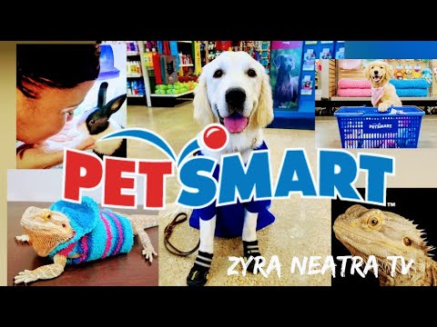 PetSmart / Bearded Dragon
