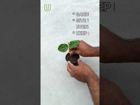 How to grow jasmine from cuttings