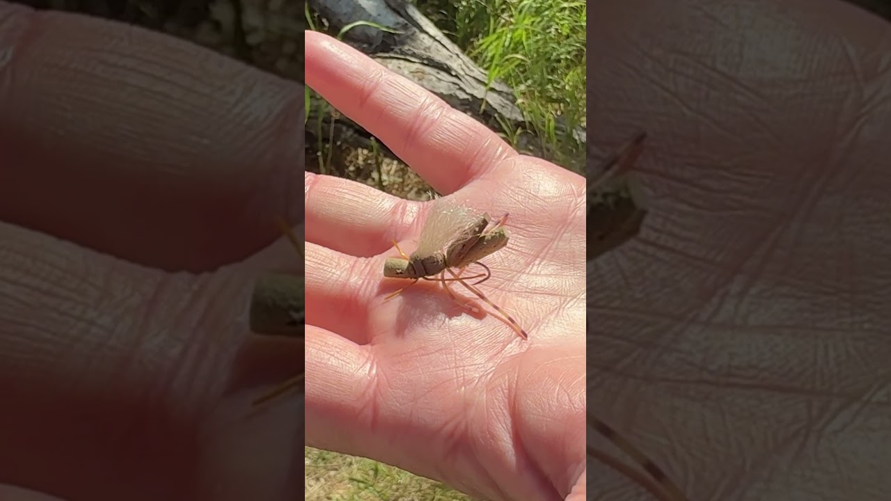 The Bionic Hopper — built tough to take a beating, irresistible to big trout