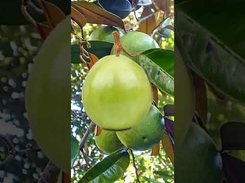 Sweet Star Apple! #viral #capcut #ytshorts #reels #shorts #edit #satisfying #asmr #fruitcutting