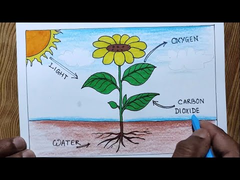 How to draw photosynthesis step by step so easy/ Photosynthesis drawing
