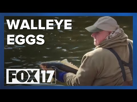 Take a look: Michigan DNR collects walleye eggs from Muskegon River