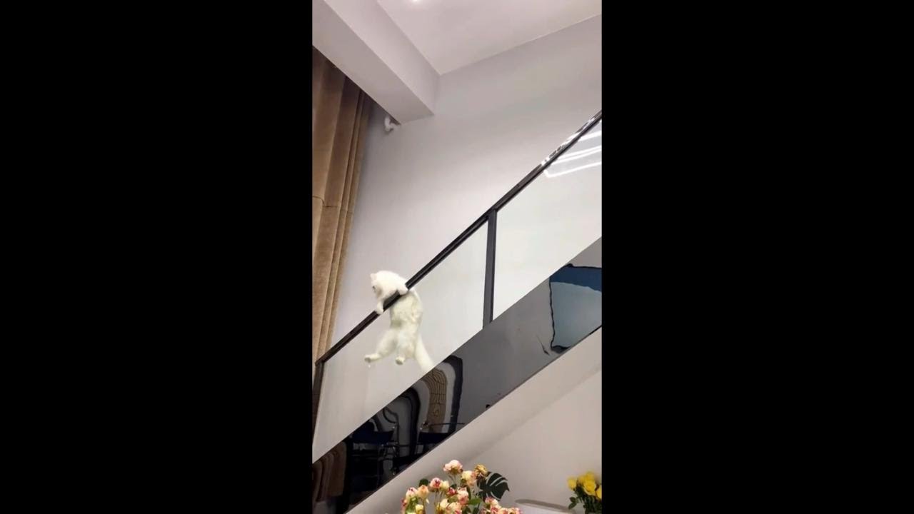 Funny Cats and Stairs TikTok Compilation. #catlovers