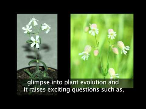 Behind The Headline: Ancient Life Blooms Anew