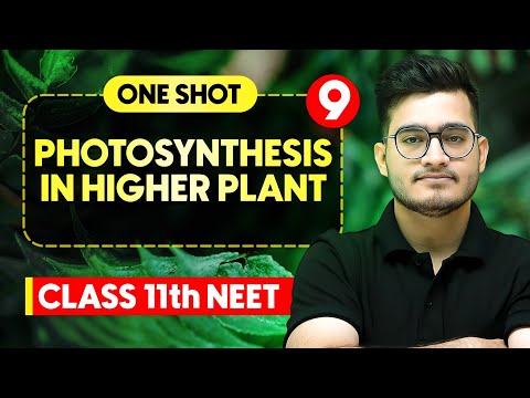 PHOTOSYNTHESIS IN HIGHER PLANTS - Complete Chapter in One Video || Concepts+PYQs || Class 11th NEET
