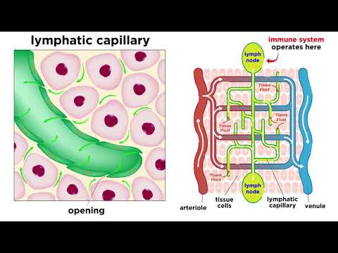 The Circulatory System Part 3: The Lymphatic System Video Lecture - MCAT