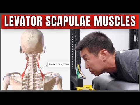 Levator Scapulae Muscles - Functional Anatomy | HNL Movement