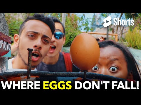 Where Eggs Don 't Fall!