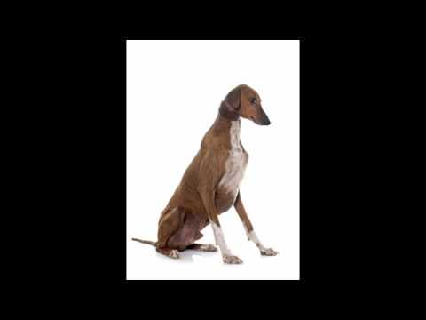 Azawakh Puppy Dog