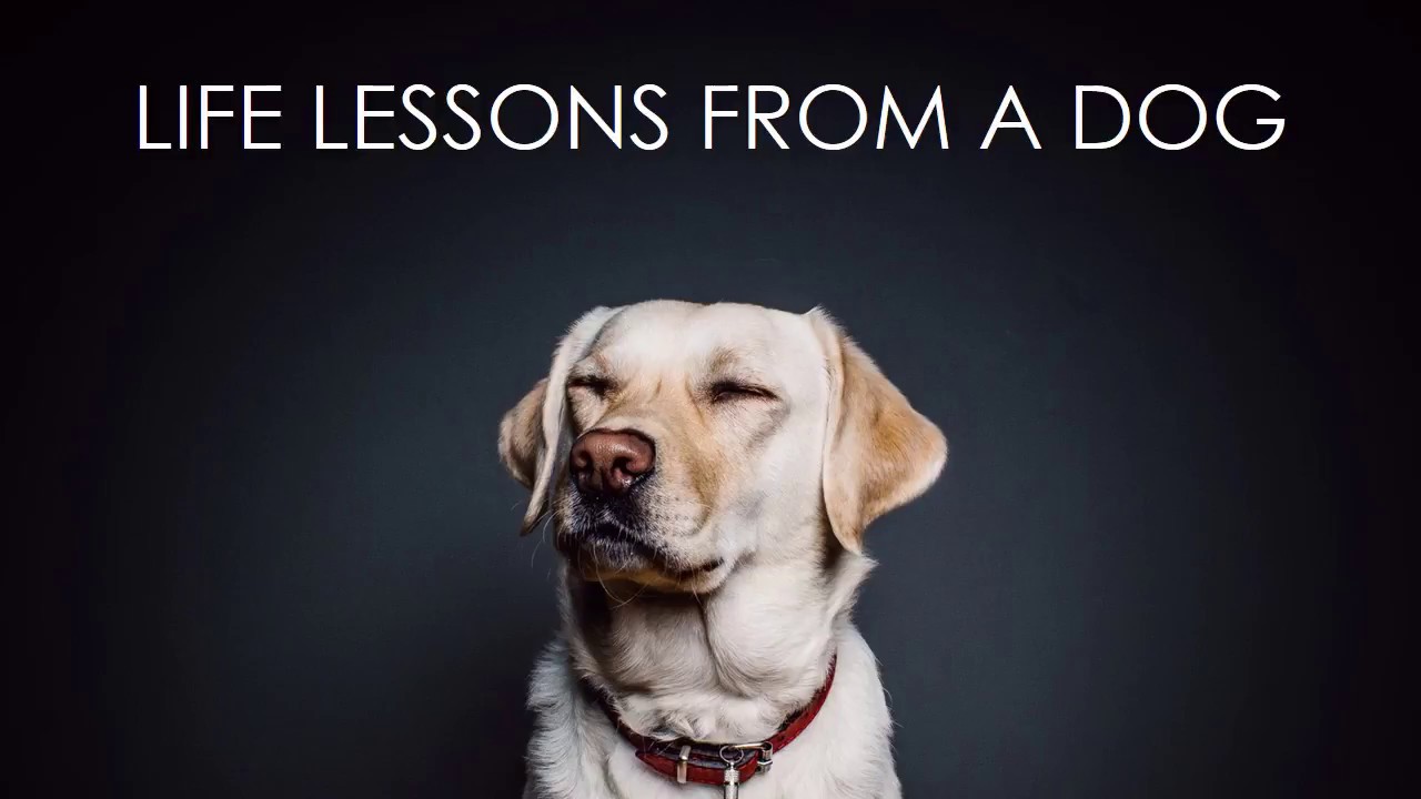 Life Lessons From A Dog | Things to learn from dogs