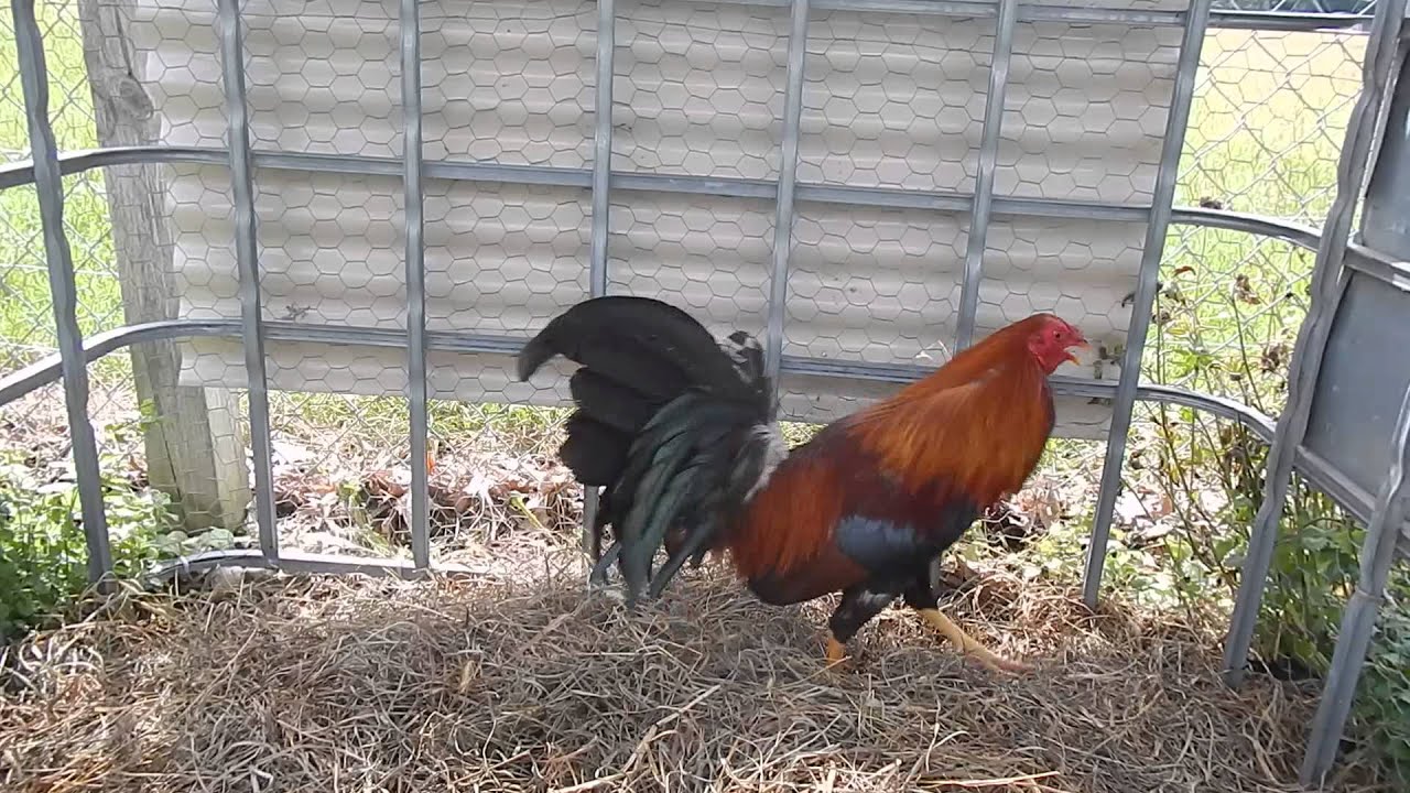 Pinon Yellow Leg Hatch