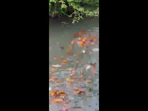 🔆All About Japanese Koi Fish #shorts