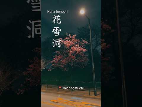 Beautiful Japanese words to describe cherry blossoms 🌸