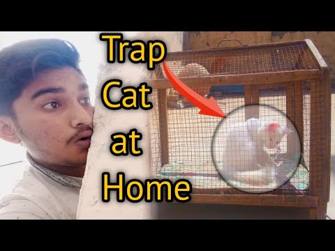 Cat trap at home || how to make a cat trap at home easy || best cat trap cage ||