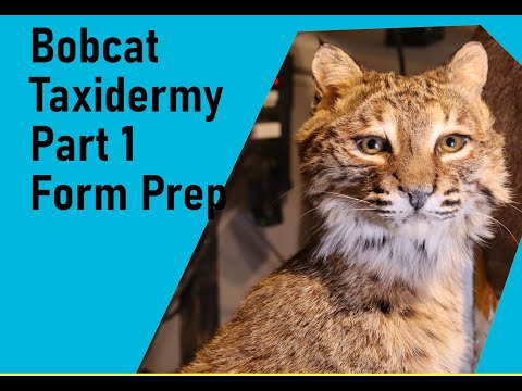 Bobcat Taxidermy Part1 FORM PREP