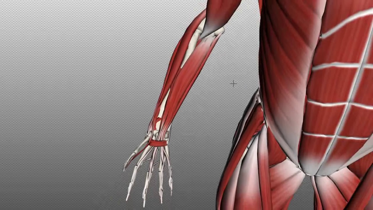Anatomy Medicolife 9 Forearm Muscles Part 1 Anterior Flexor Compartment ...