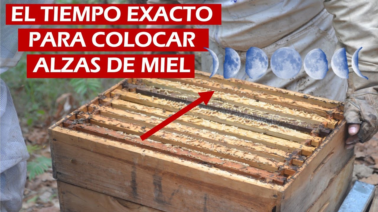 ✅LA MEJOR EPOCA PARA COLOCAR ALZAS MELARIAS Y COSECHAR MUCHA MIEL | APICULTURA