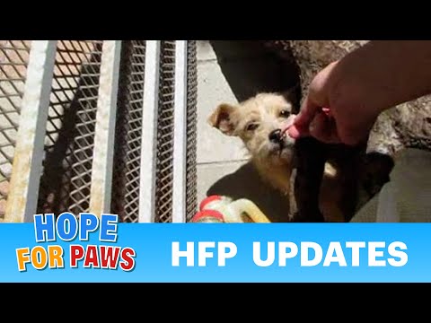Hope For Paws - Updates (By Eldad Hagar) - Please subscribe #hope