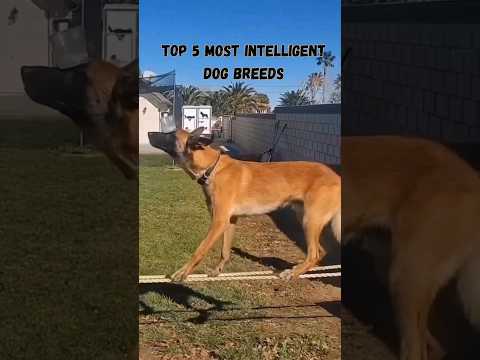The Top 5 Most Intelligent Dog Breeds #shorts #dogs #viral #10kviews #germanshepherd
