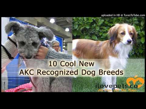 10 Cool New AKC Recognized Dog Breeds