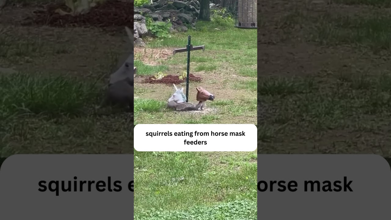Funny squirrels lookin like horses #meme #animals