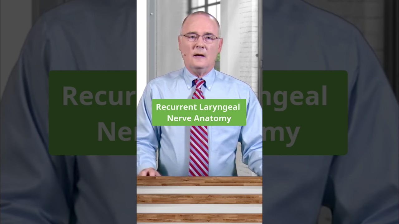 Thyroid Gland Anatomy You Must Know 🧠