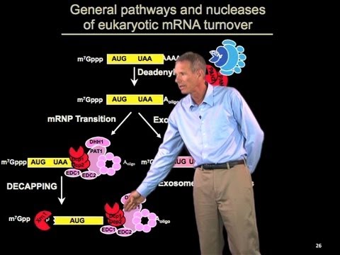 mRNA degradation - Roy Parker (Boulder/HHMI)