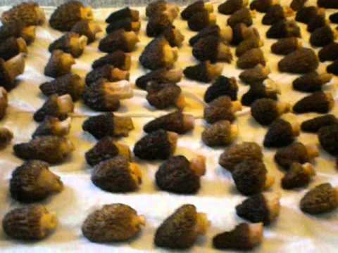 Morels found somewhere on the Naches Ranger District June 2011