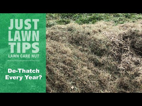 Should I DeThatch My Lawn Every Year? | Lawn Dethatching