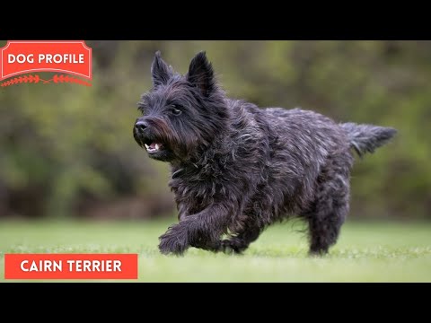Cairn Terrier - The Small Working Dog | Dog Lovers