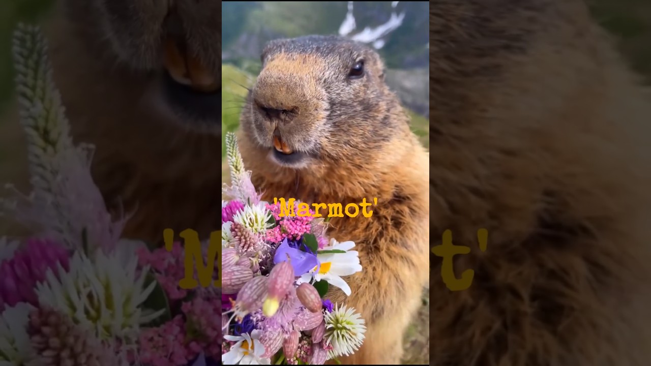 cute marmot /WhistlePiG 😍📈❤