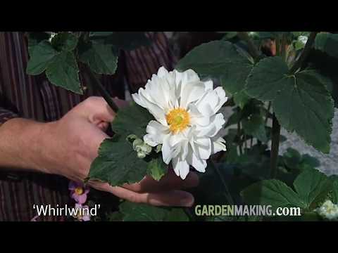 Garden Making - Japanese Anemones - Flowers for the Fall Garden