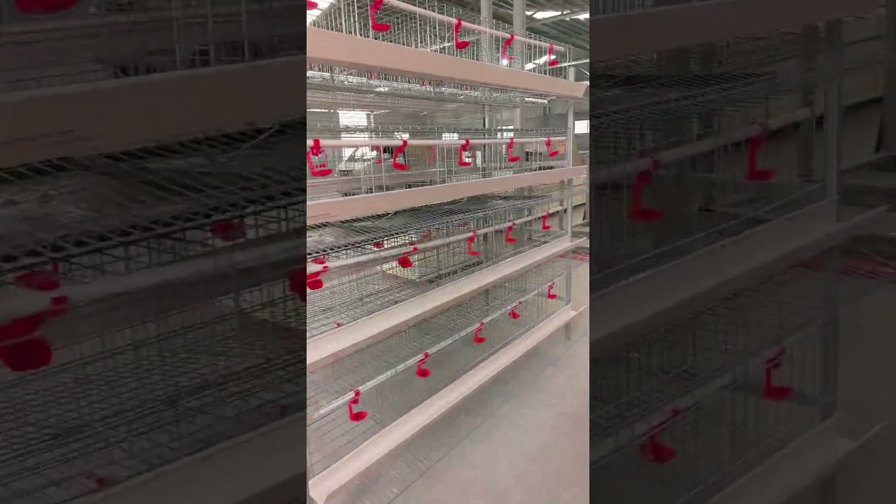 H Type Layer Chicken Cage #layercage #chickencage