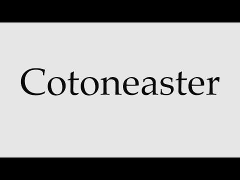 How to Pronounce Cotoneaster