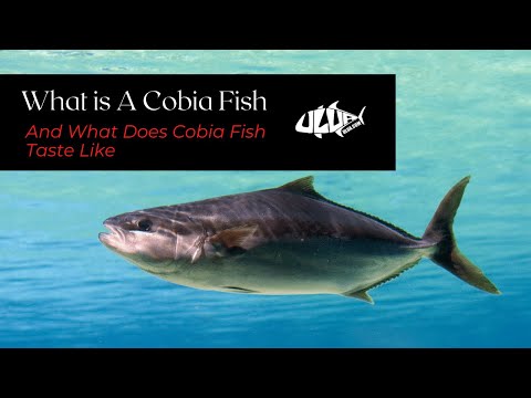 What Is Cobia And What Does Cobia Fish Taste Like