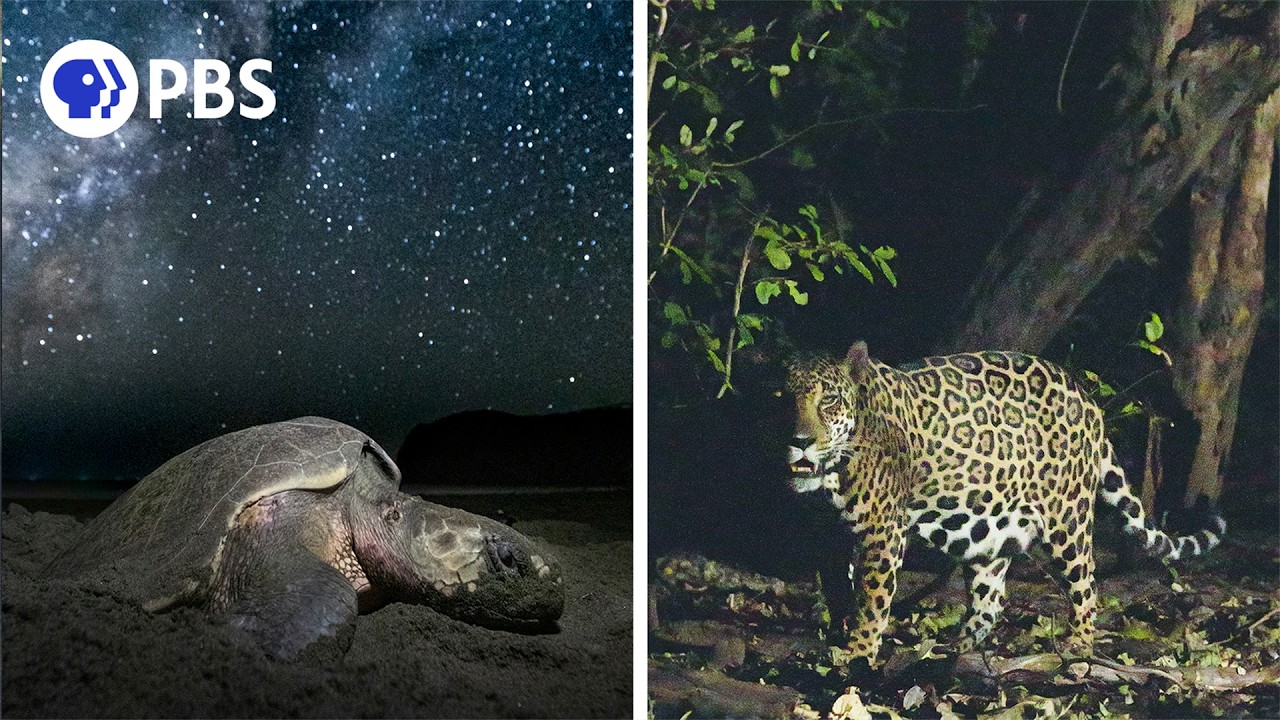 How Jaguars Are Saving Sea Turtles