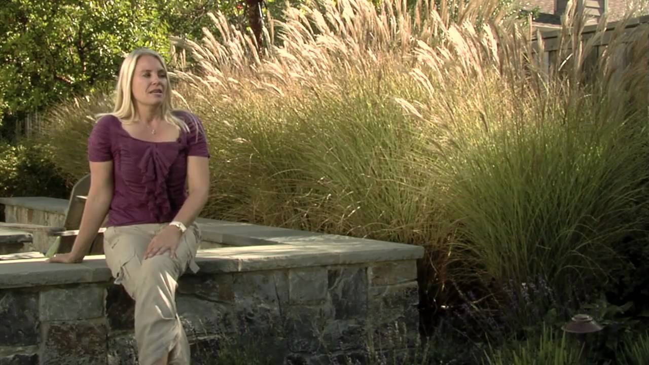Mediterranean Plants For Landscaping