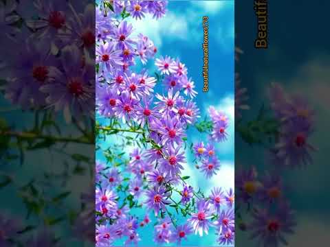 GORGEOUS purple flower #shorts #flowers #beautiful #scenery #flower #ytshorts