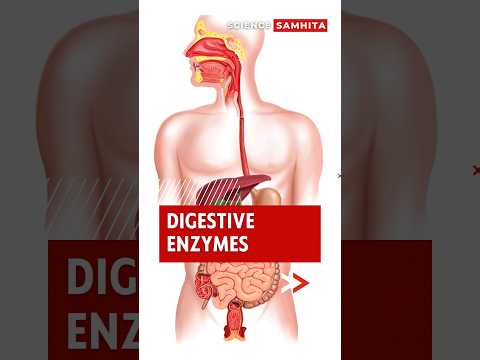 Understanding Digestive Enzymes: A Quick Guide #digestiveenzymes