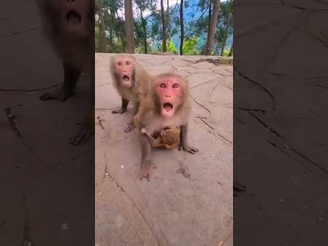 this monkey 😅😅😅 #m #funny  #discord #viral #fyp