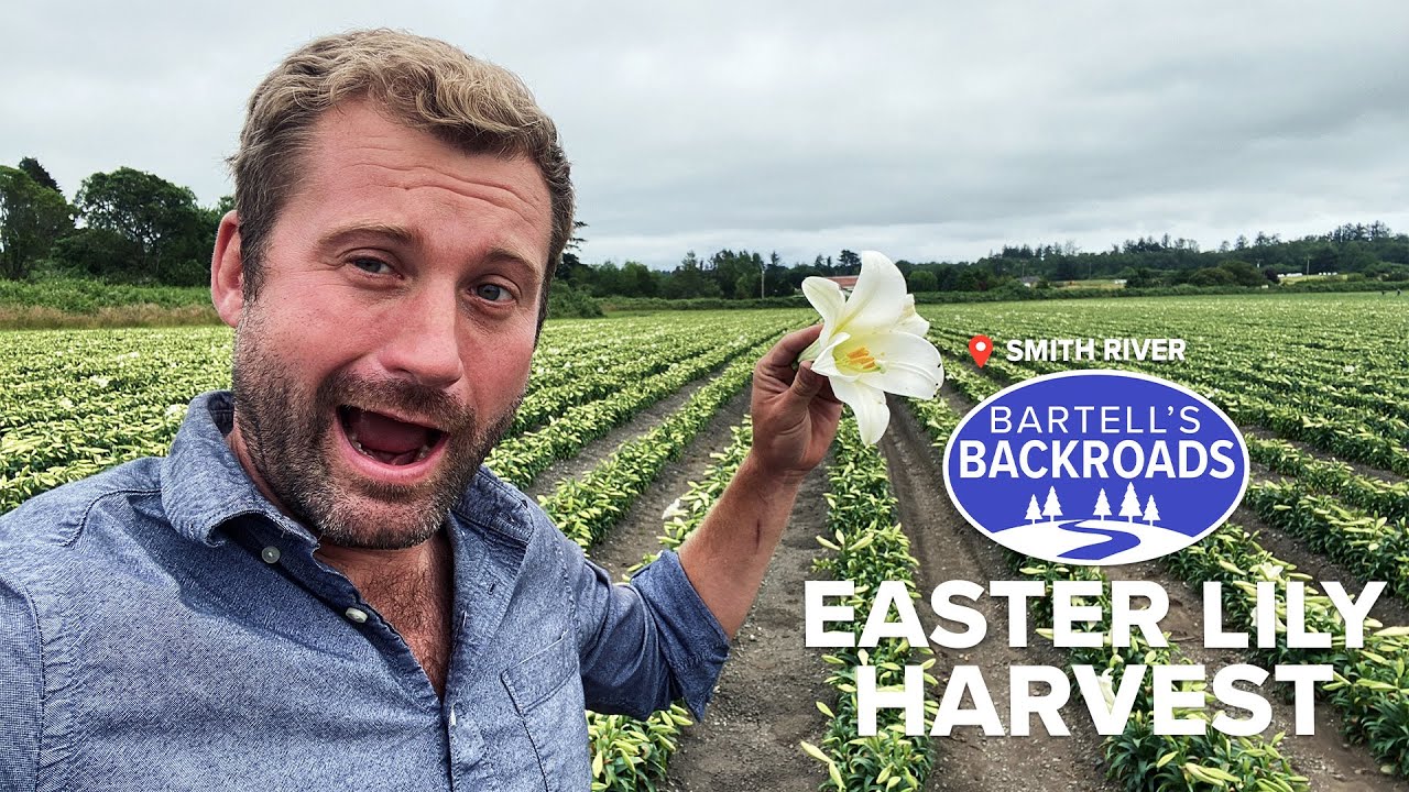 Welcome to the Easter Lily Capital of the World | Bartell's Backroads
