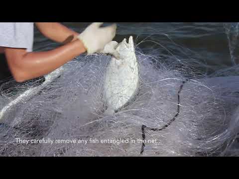 SCDNR Trammel Net Survey: A Bird’s-Eye View