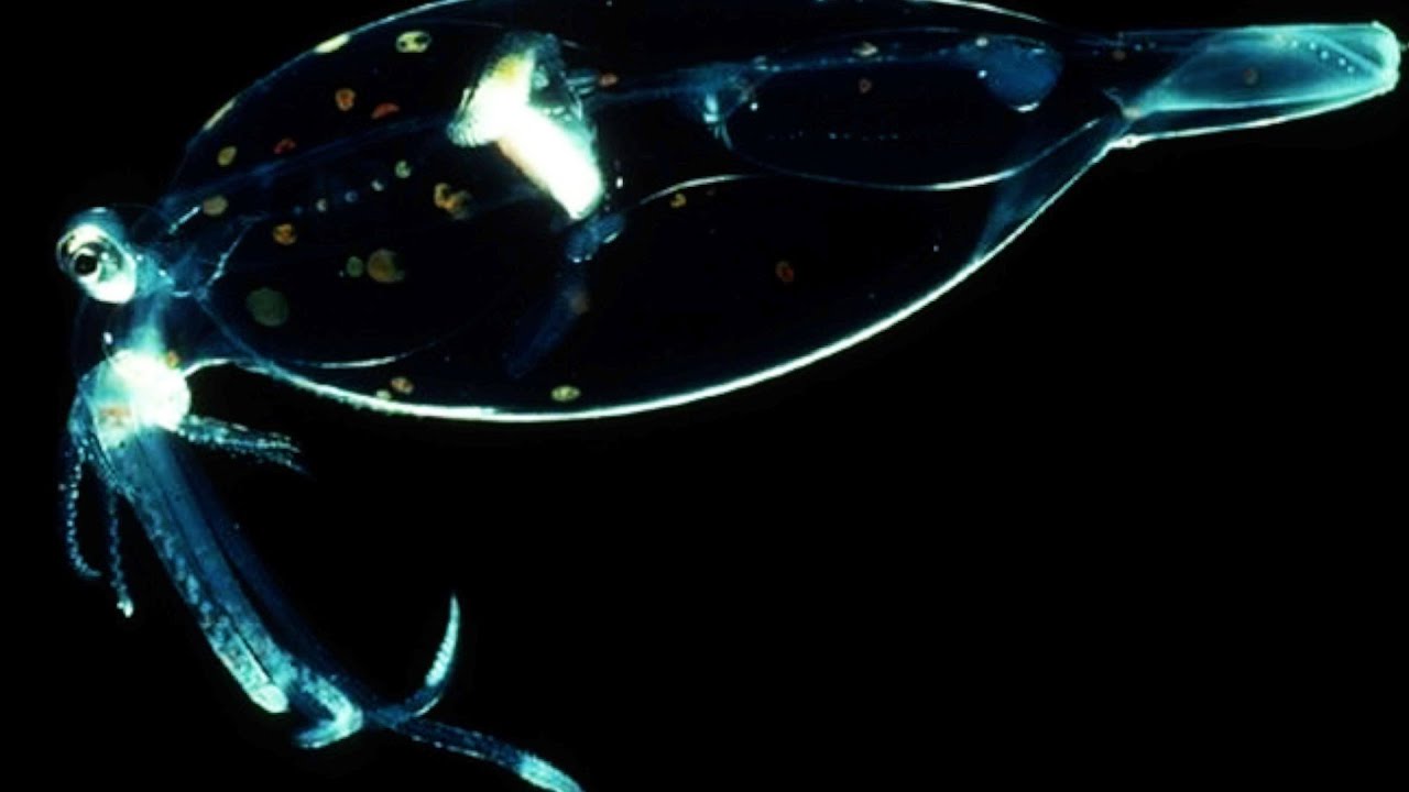 Glass Squid - Deepsea Oddities