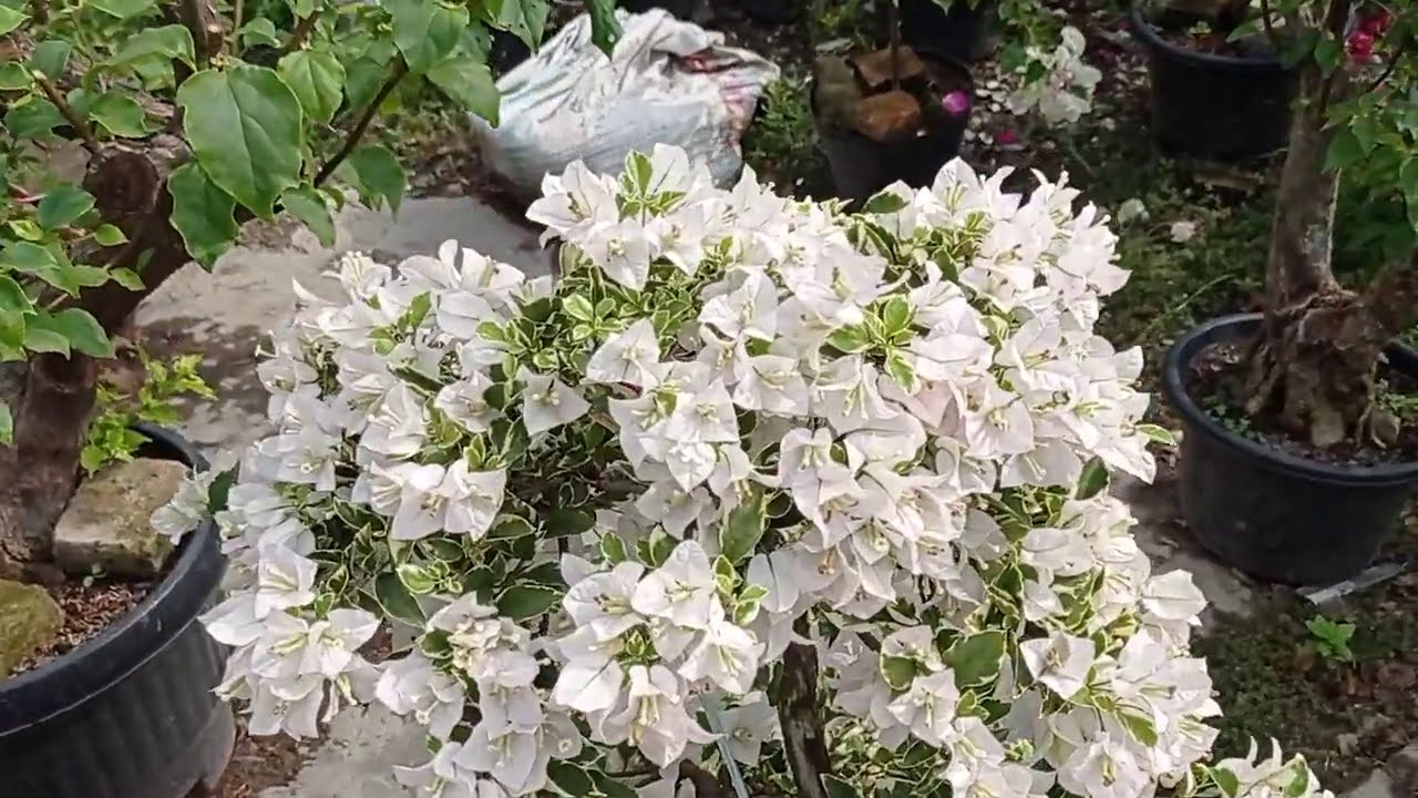4 Jenis bougenville varian warna putih indah untuk koleksi