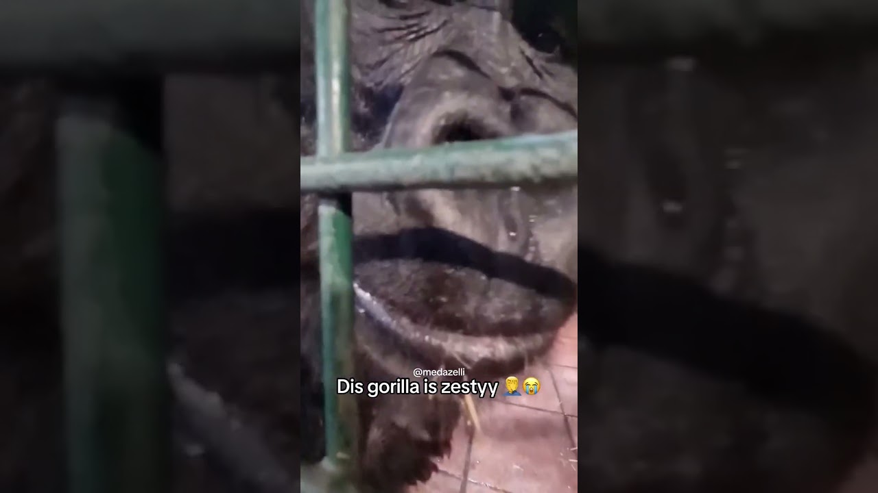 I Found A Zesty Gorilla Locked Up