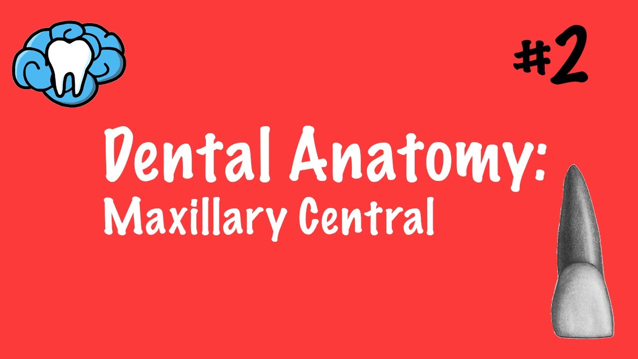Understanding the Maxillary Central Incisor: Anatomy and ...