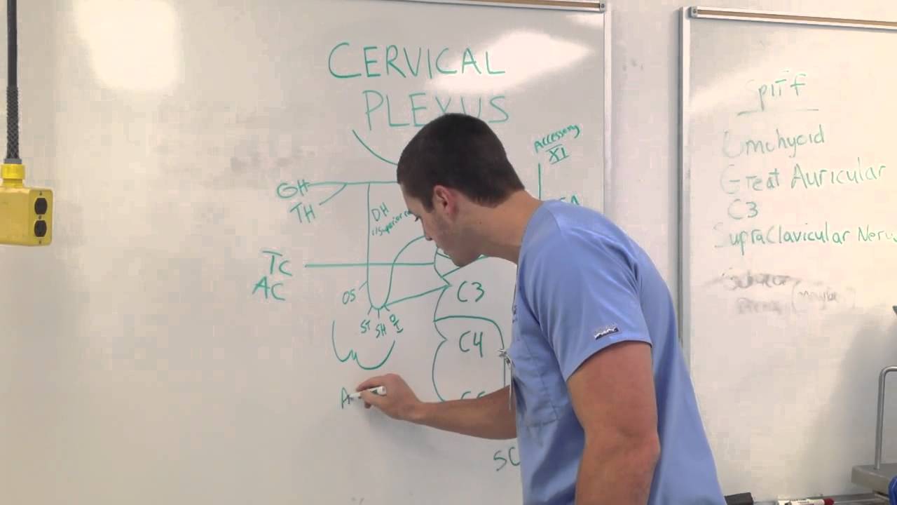 The Cervical Plexus Made Easy